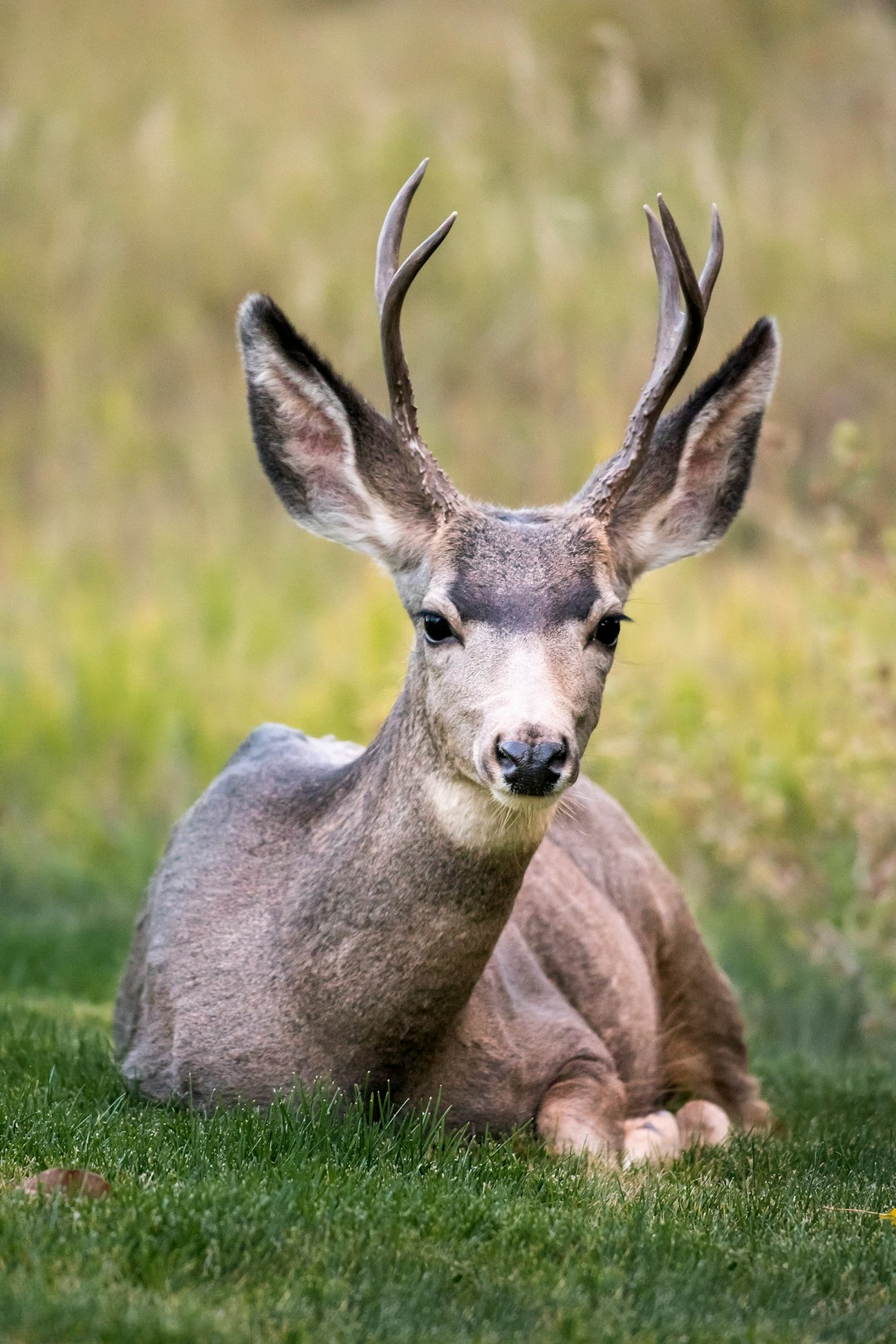 Une biche fait le plus beau plaquage de l'année sur un terrain de rugby ...