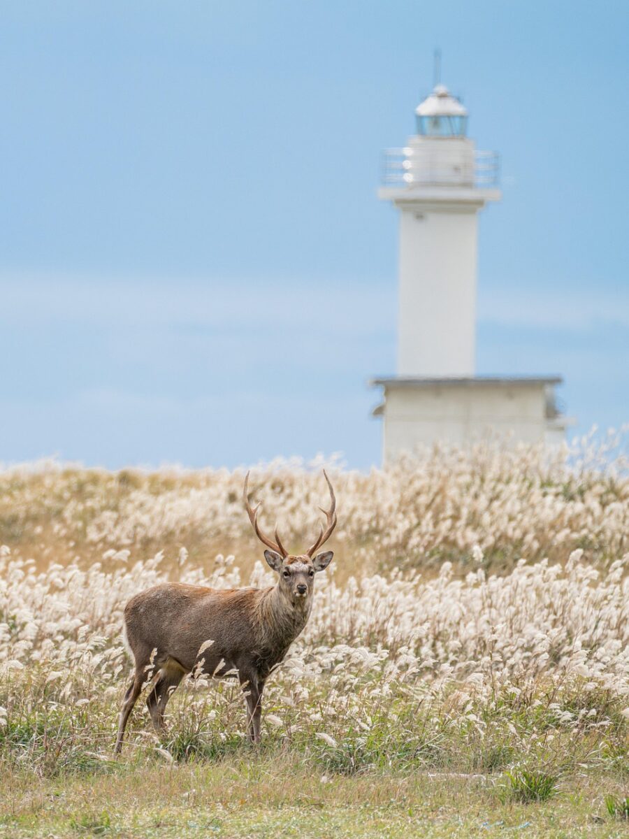 Un chevreuil fait trempette dans le port de Cherbourg : l'histoire ...
