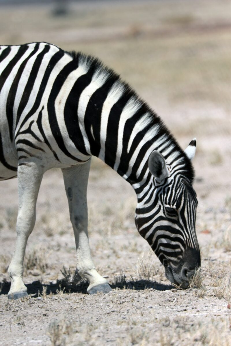 Ed le zèbre : quand une cavale de 8 jours transforme un équidé en star mondiale - BuzzDuSiecle.com
